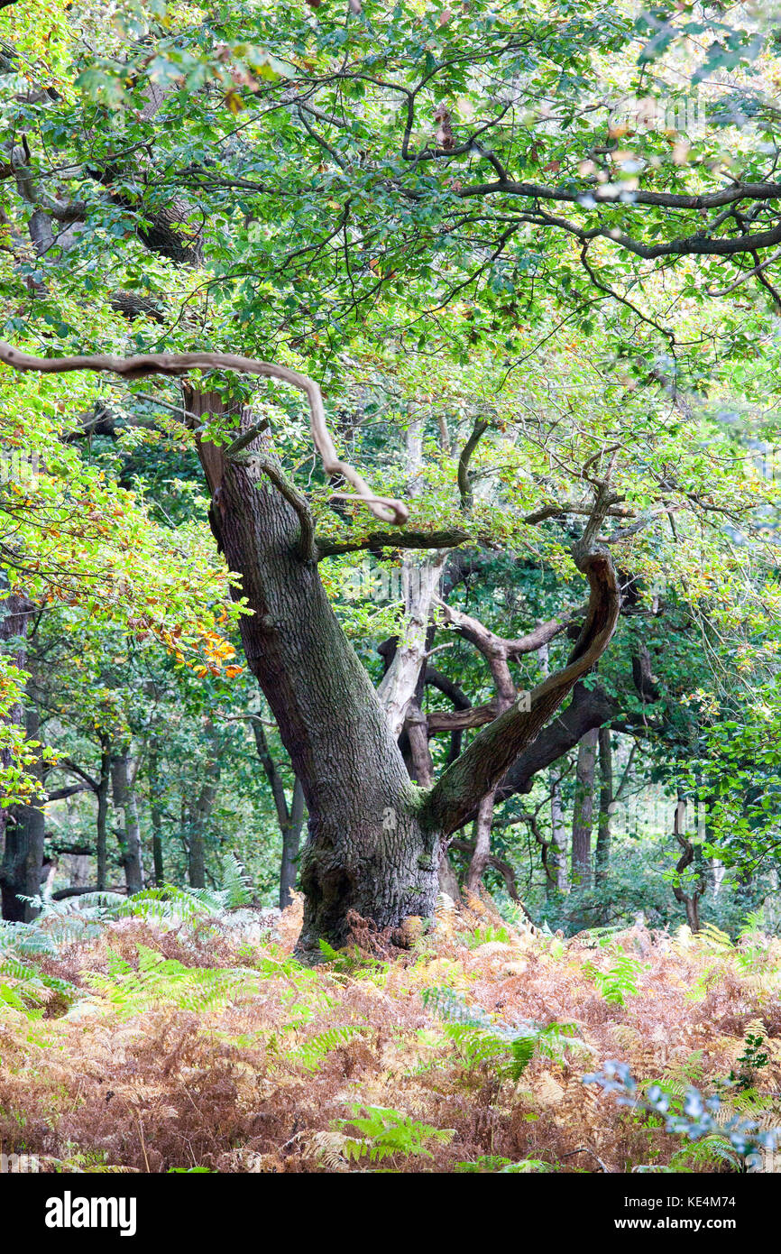 oak trees in SHerwood Forest Stock Photo - Alamy