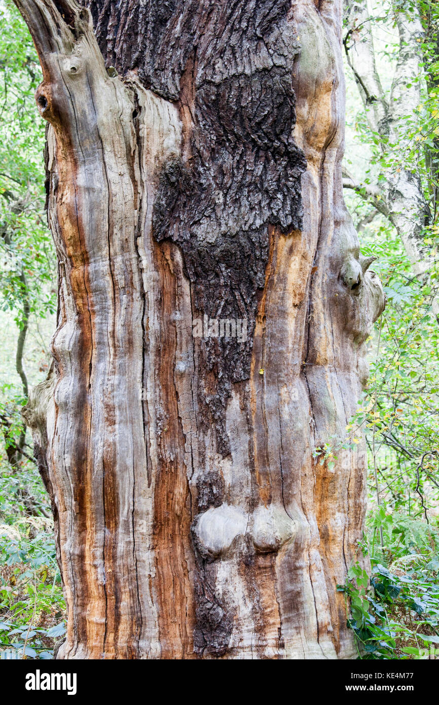 oak trees in SHerwood Forest Stock Photo - Alamy