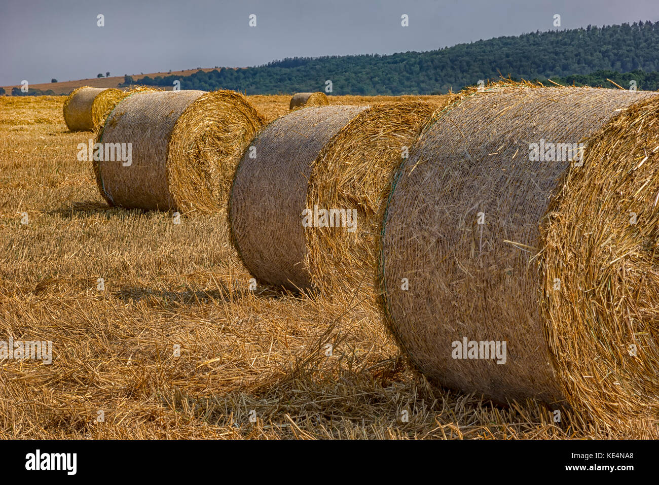 Big hay bales on the field after harvest Stock Photo - Alamy