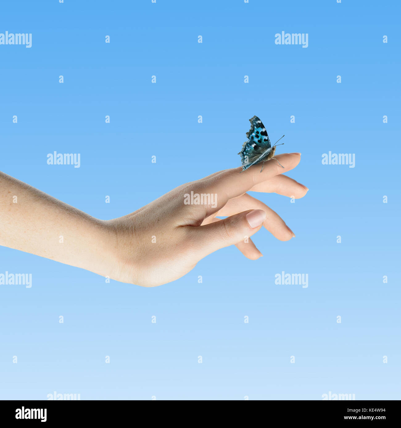Womans hands letting the butterfly be free to go Stock Photo - Alamy