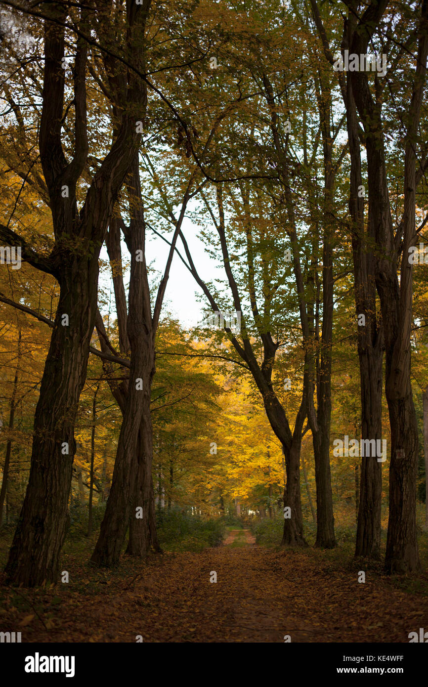 Magic path - red autumn in the park / Beautiful Autumn in the park ...