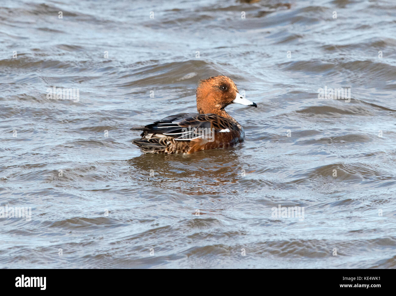 Juvenile wigeon hi-res stock photography and images - Alamy