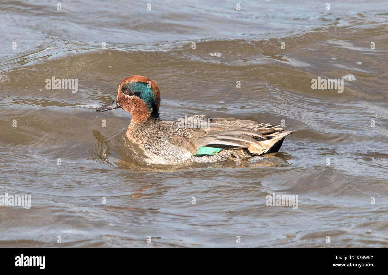 Eurasian teal female uk hi-res stock photography and images - Alamy