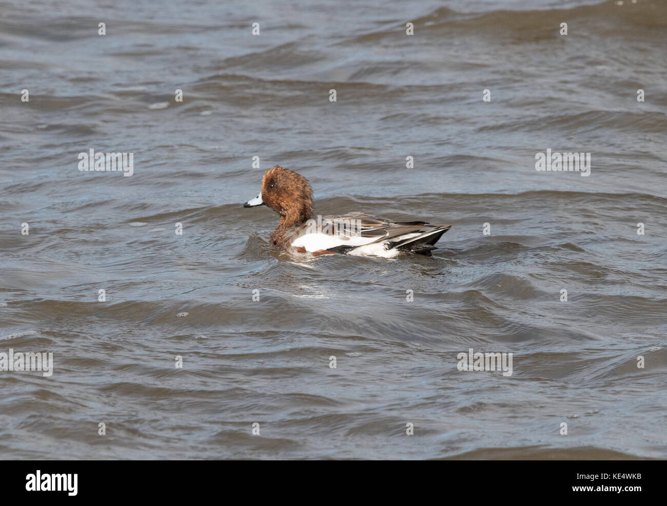 Juvenile wigeon hi-res stock photography and images - Alamy
