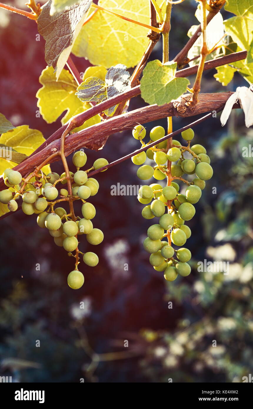 Growing grapes in sunset hi-res stock photography and images - Alamy