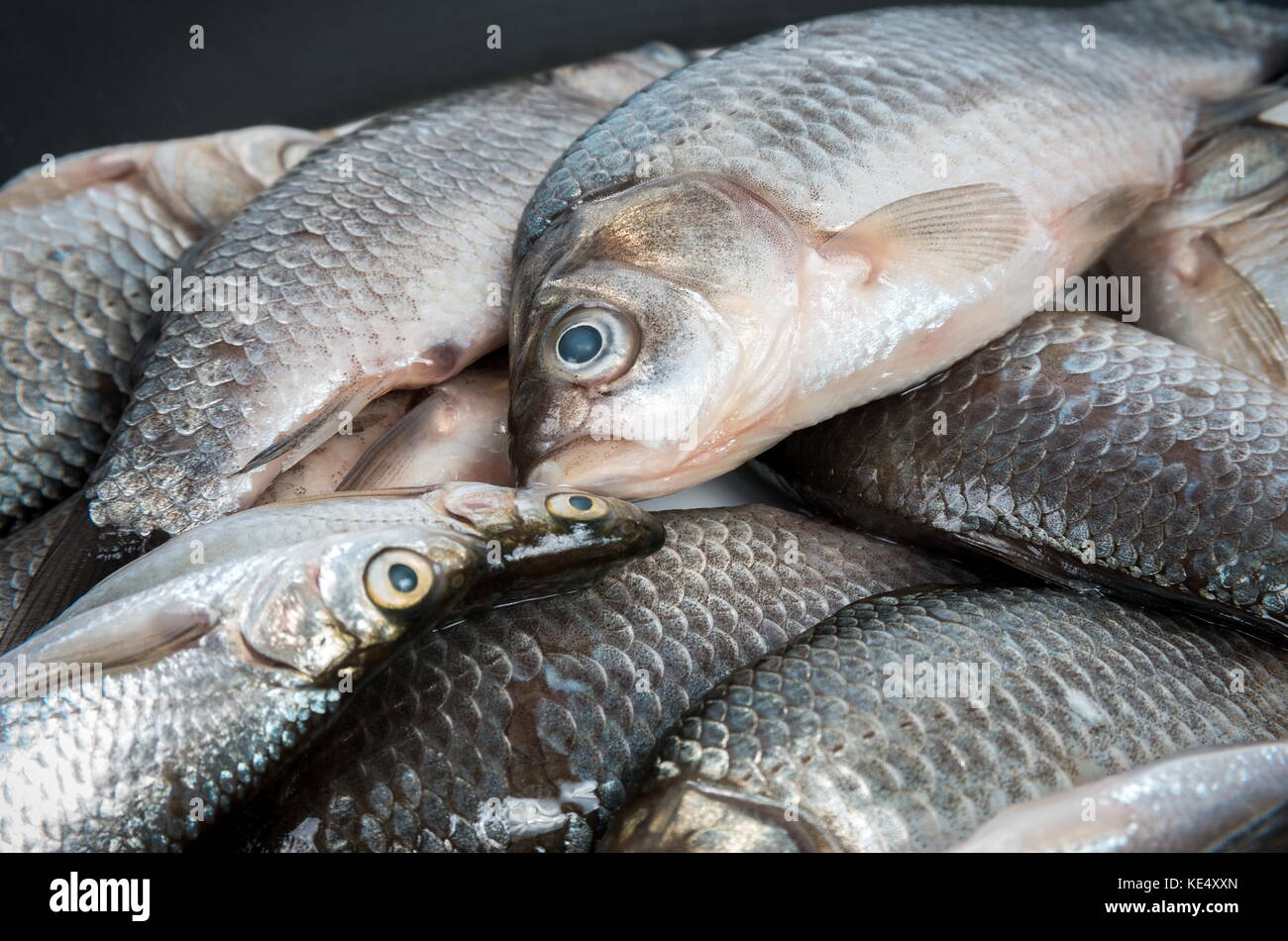 Crusian carp fish closeup Stock Photo - Alamy