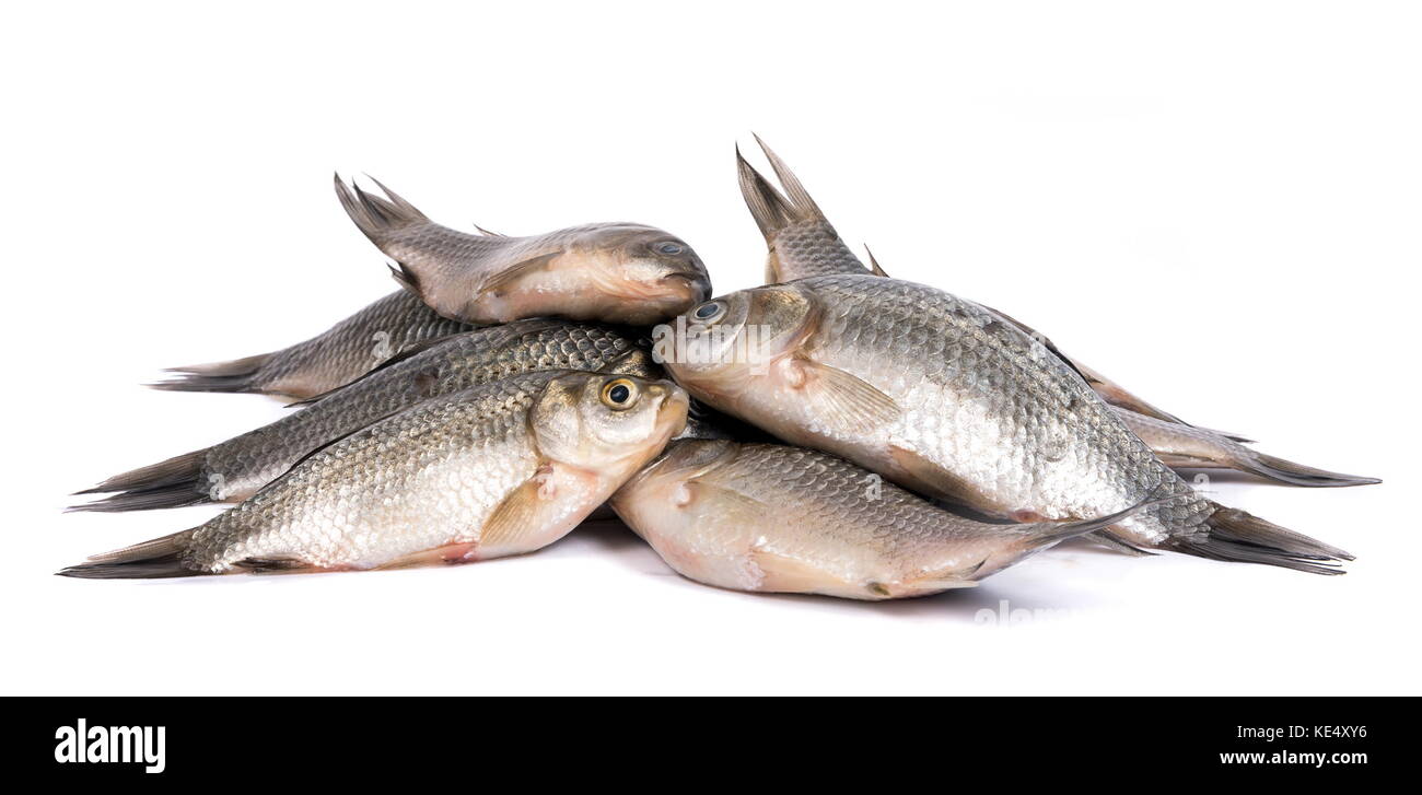 Crusian carp fish closeup Stock Photo - Alamy