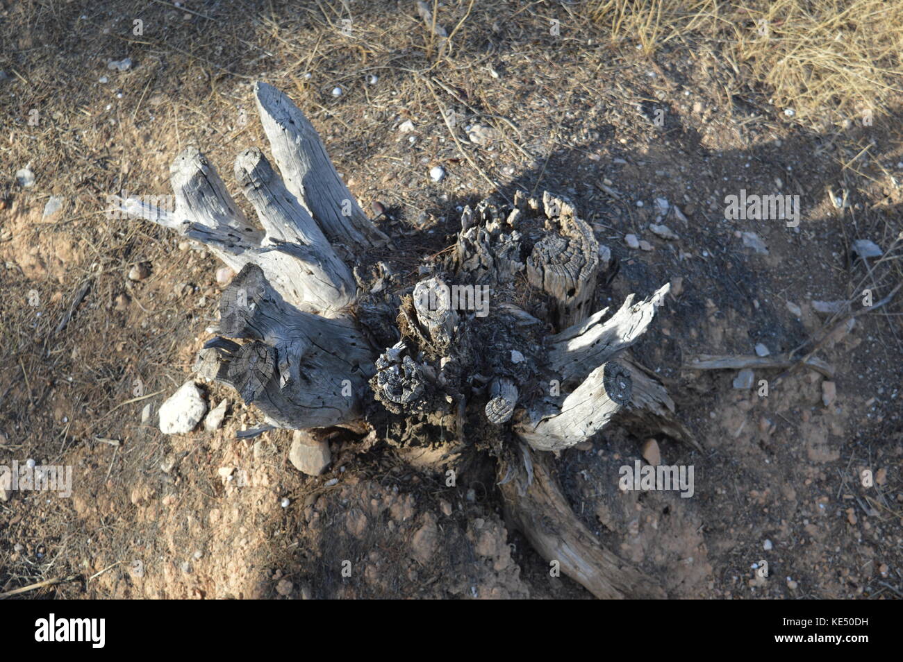 Trunk tree hi-res stock photography and images - Alamy
