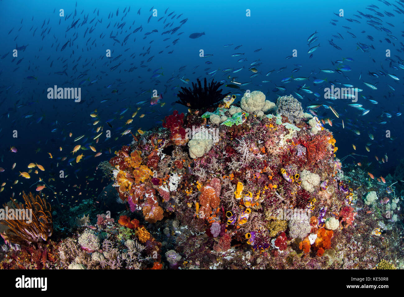 Colorful coral reef in Raja Ampat, Indonesia Stock Photo - Alamy