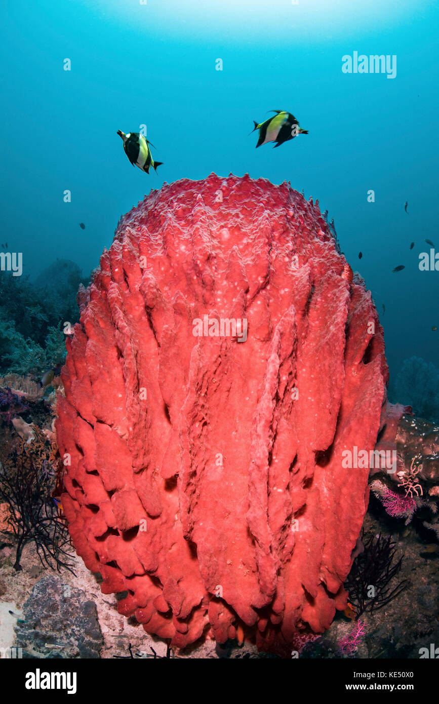 Two fish swim over a barrel sponge, Raja Ampat, Indonesia Stock Photo ...