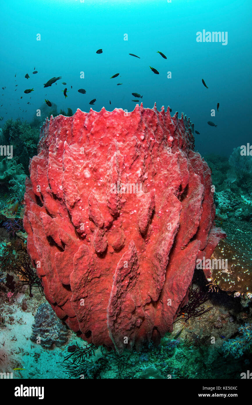 Fish swim over a barrel sponge, Raja Ampat, Indonesia Stock Photo - Alamy