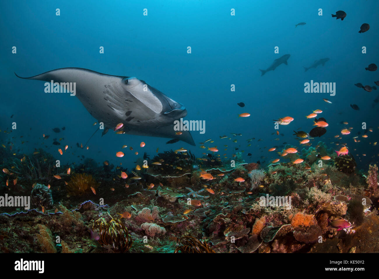 Giant oceanic manta ray at a cleaning station in Raja Ampat, Indonesia ...