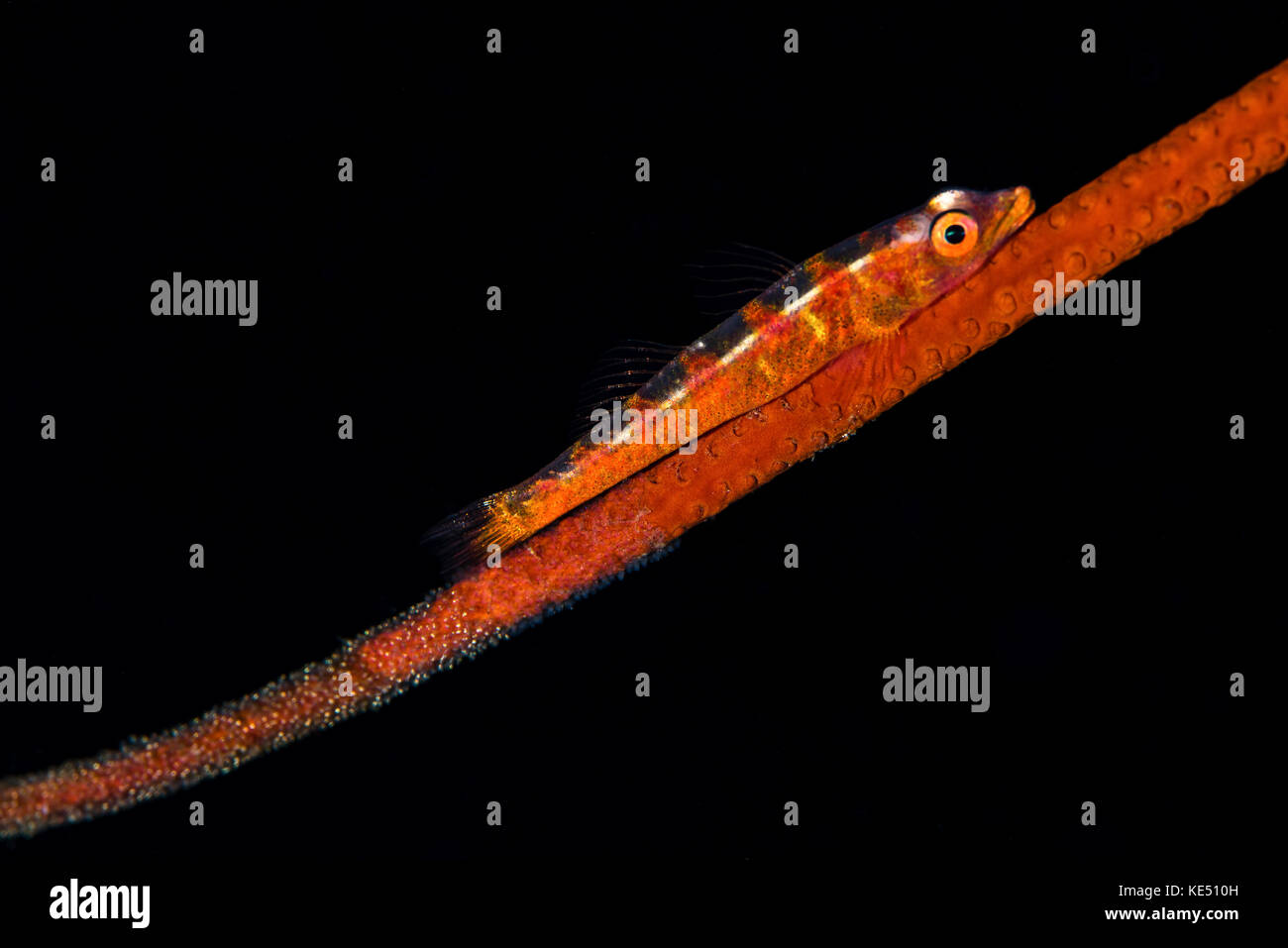 A Loki whip goby with a clutch of eggs, Tulamben, Bali, Indonesia Stock ...