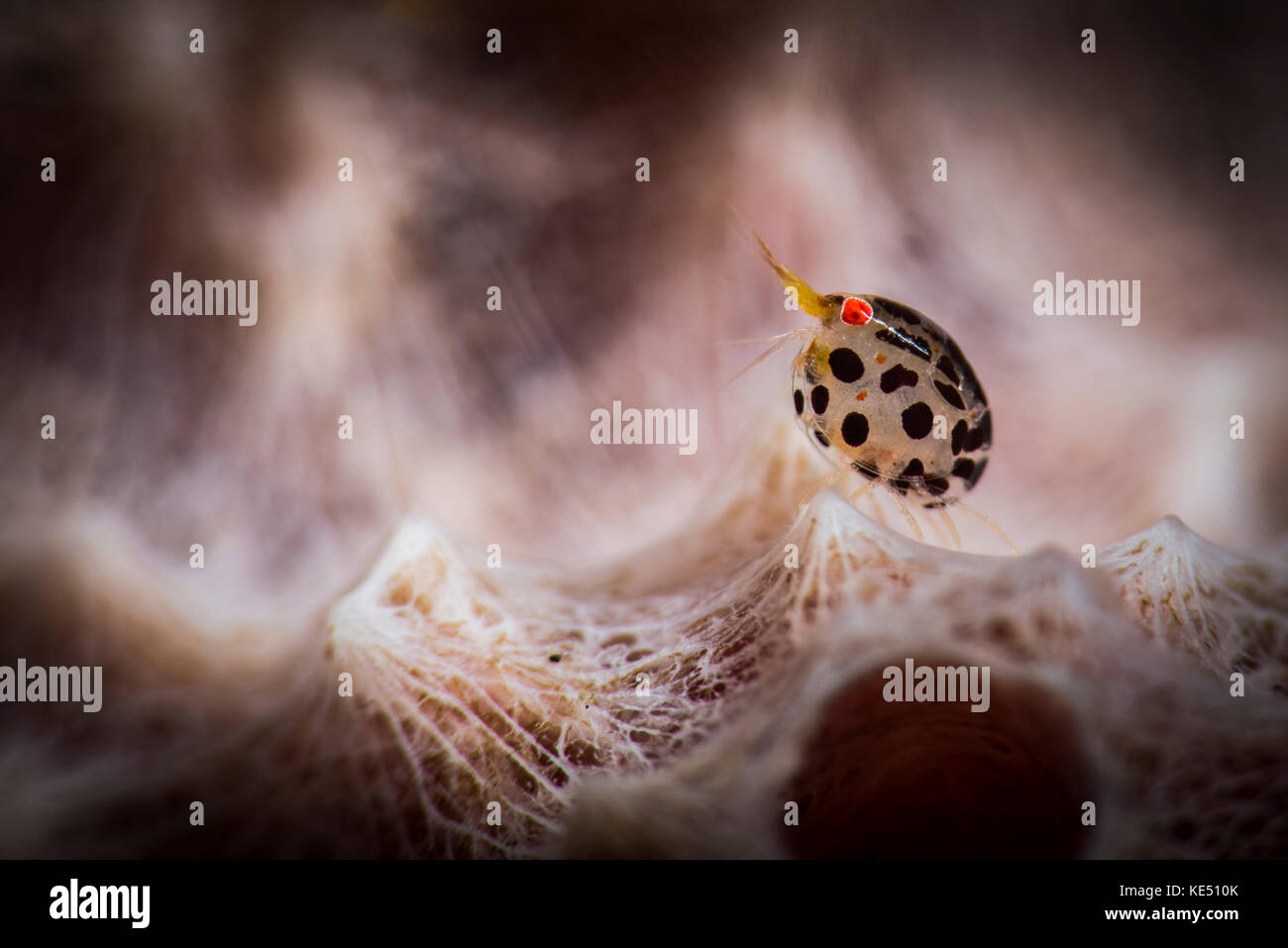 Ladybug Amphipod High Resolution Stock Photography and Images - Alamy