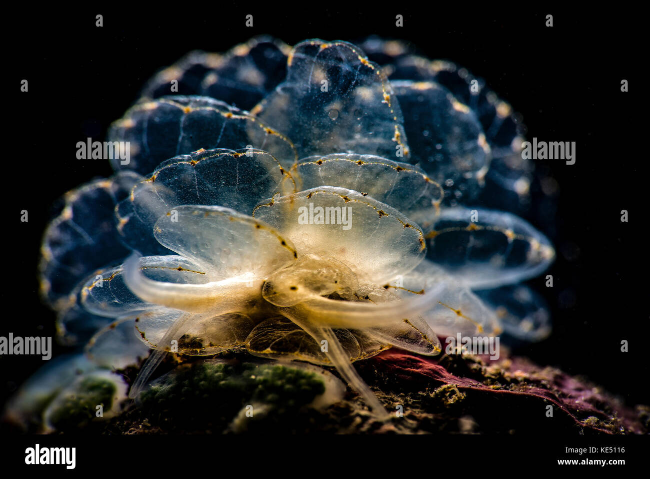 Limapontioidea hi-res stock photography and images - Alamy