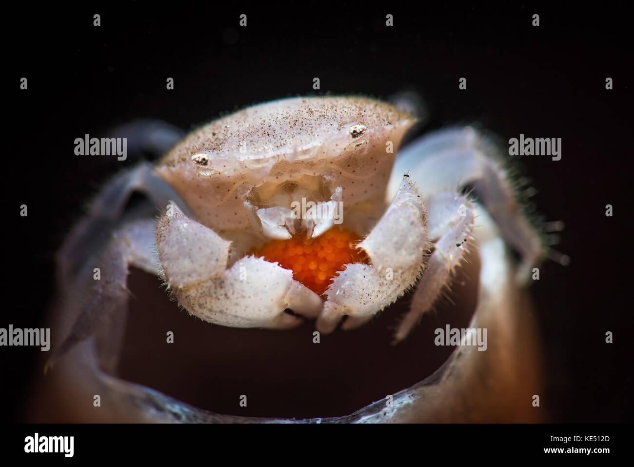 A small tube sponge crab carries its eggs under its carapace Stock ...