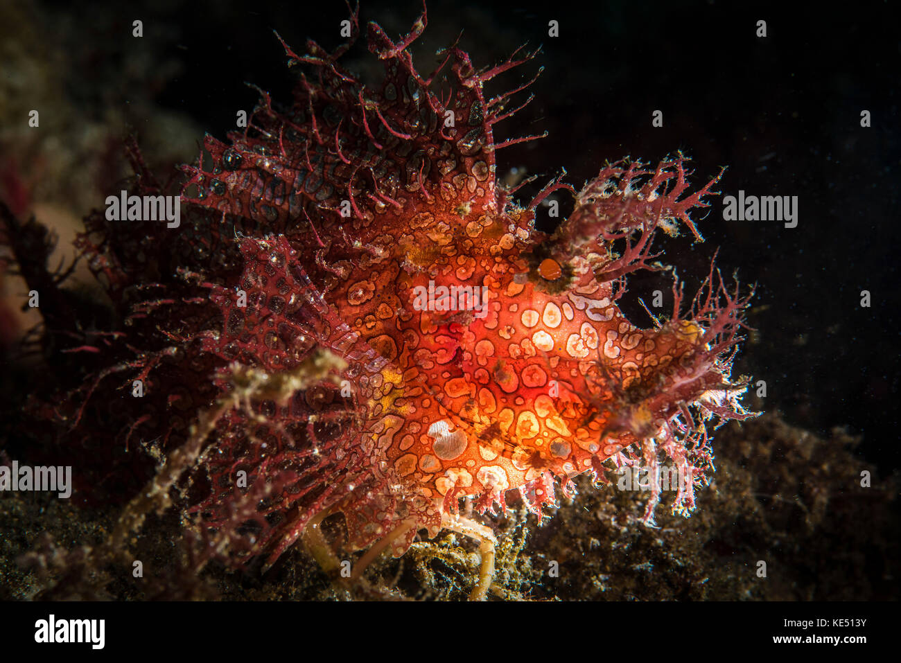 A red rhinopias under a spotlight, Anilao, Philippines Stock Photo - Alamy