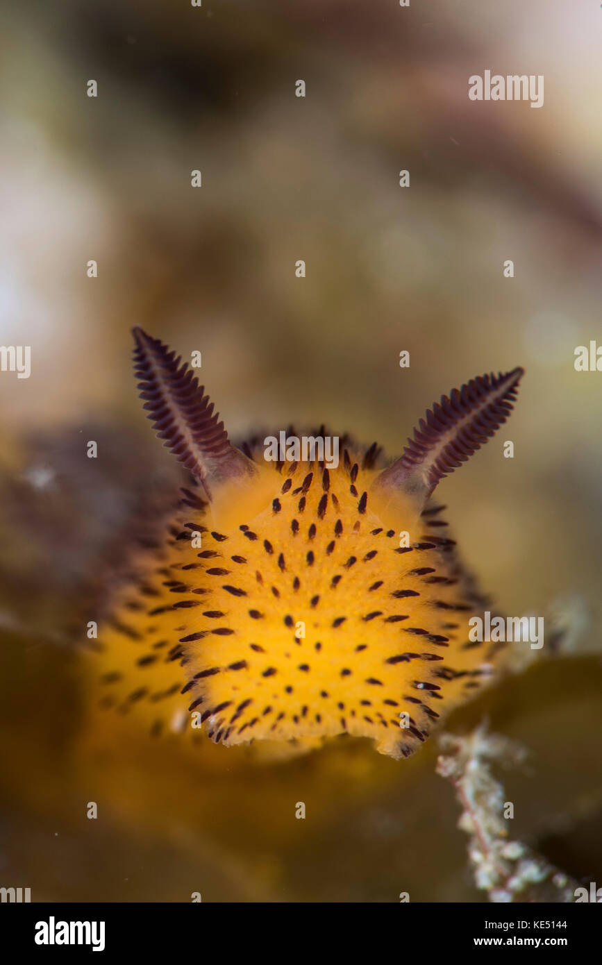 A Jorunna Parva Nudibranch Portrait Anilao Philippines Stock Photo