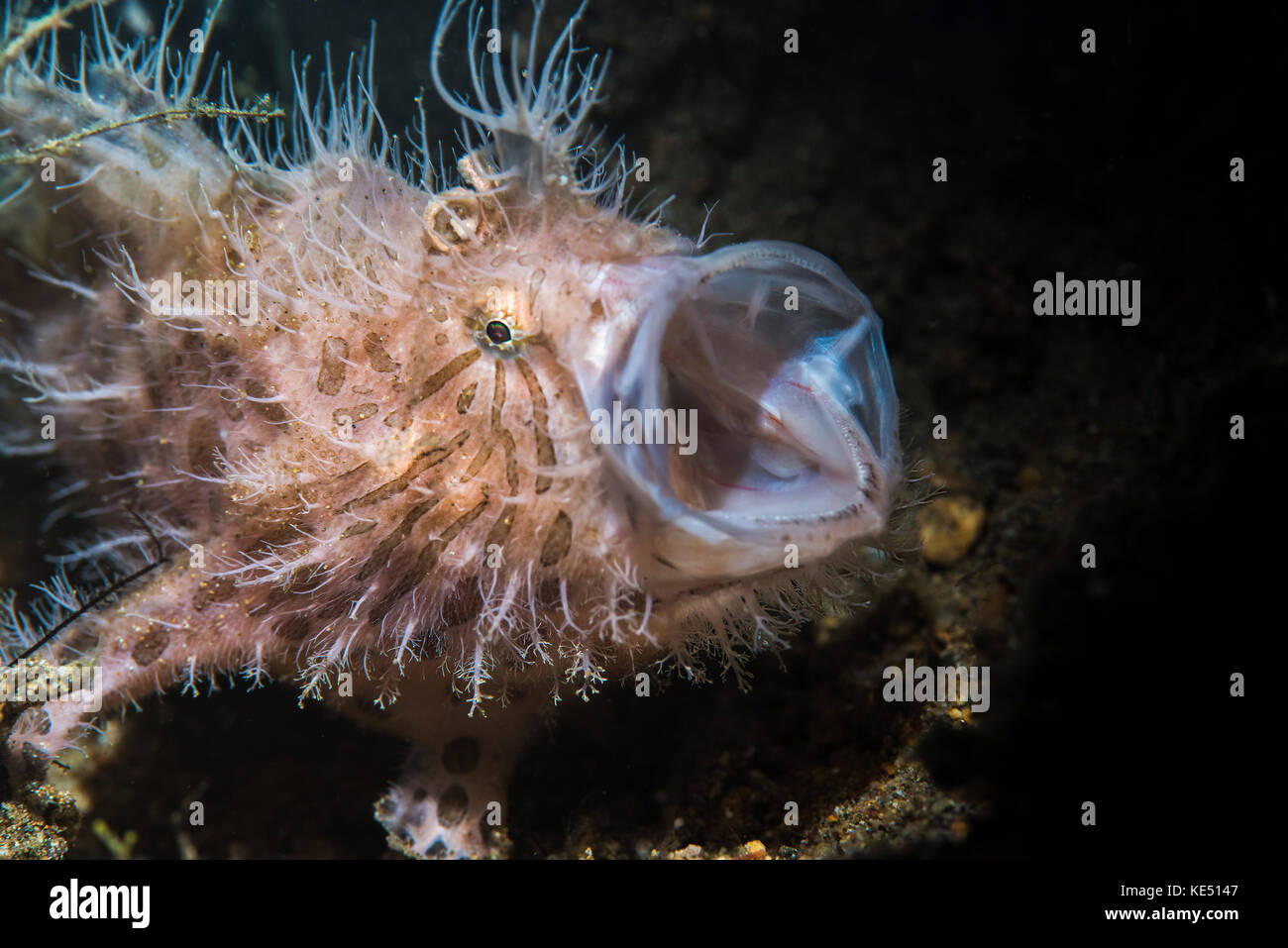 Frogfish yawning hi-res stock photography and images - Alamy