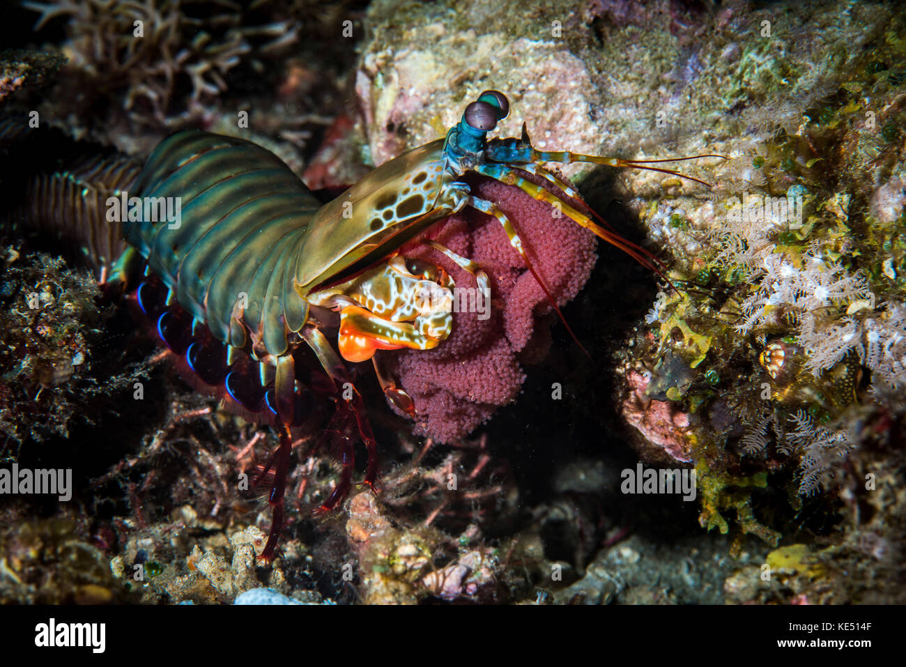 Peacock mantis shrimp side view hi-res stock photography and images - Alamy