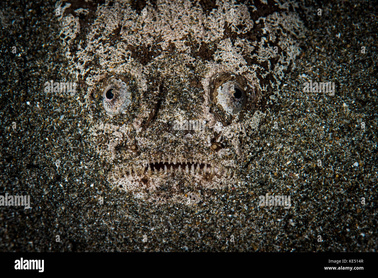 A stargazer hides under the sand waiting to ambush its prey Stock Photo ...