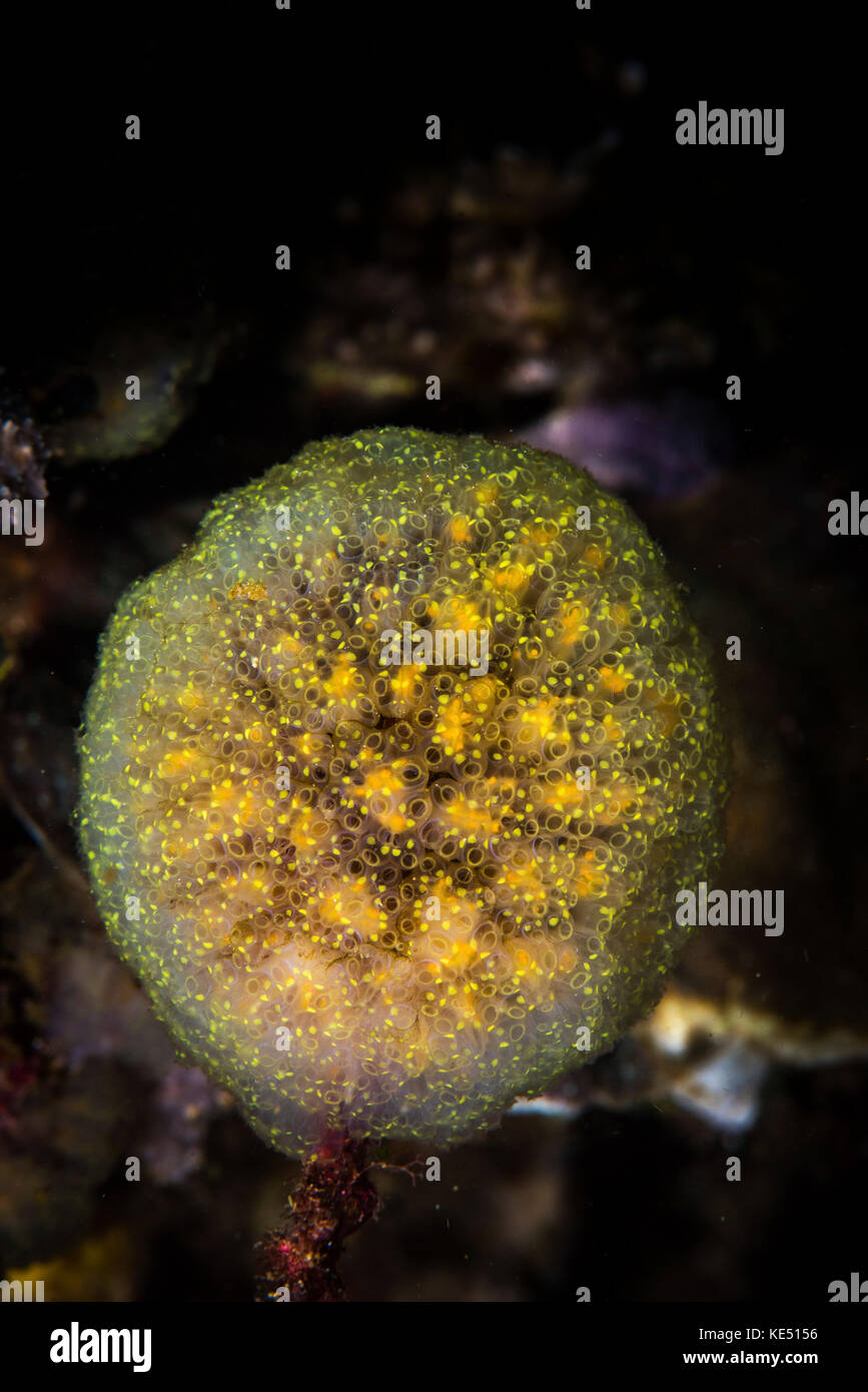 A colony of tunicates cluster to form a world of their own Stock Photo ...