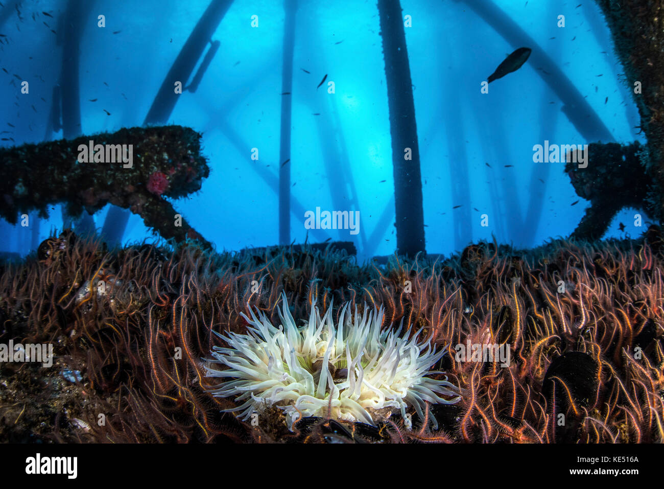 An anemone sits in a bed of brittle stars on the girders of an oil rig ...