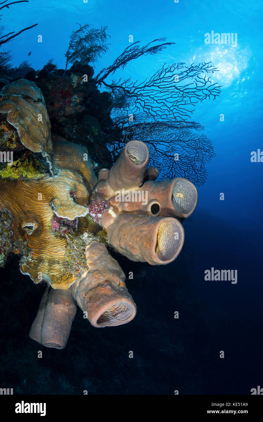 Tube sponge coral hi-res stock photography and images - Alamy