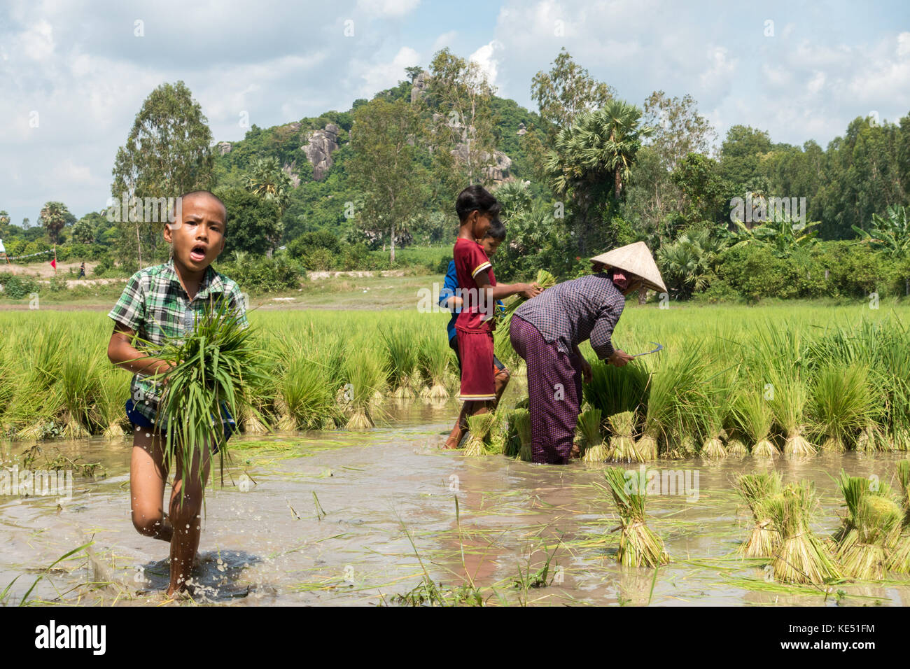 Little boy, little girl, woman and man crop small rice to plan in ...