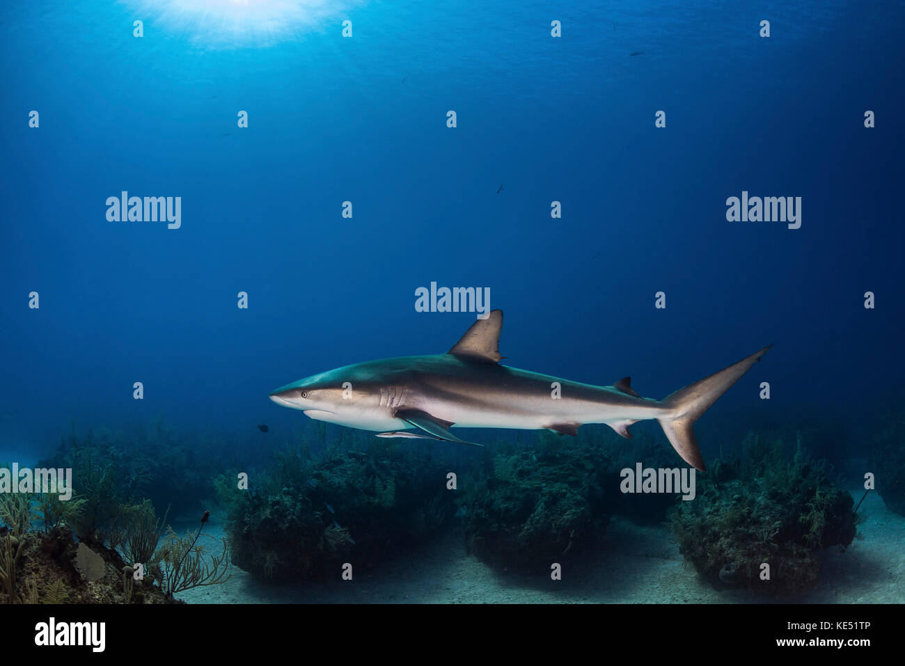 Bommies hi-res stock photography and images - Alamy