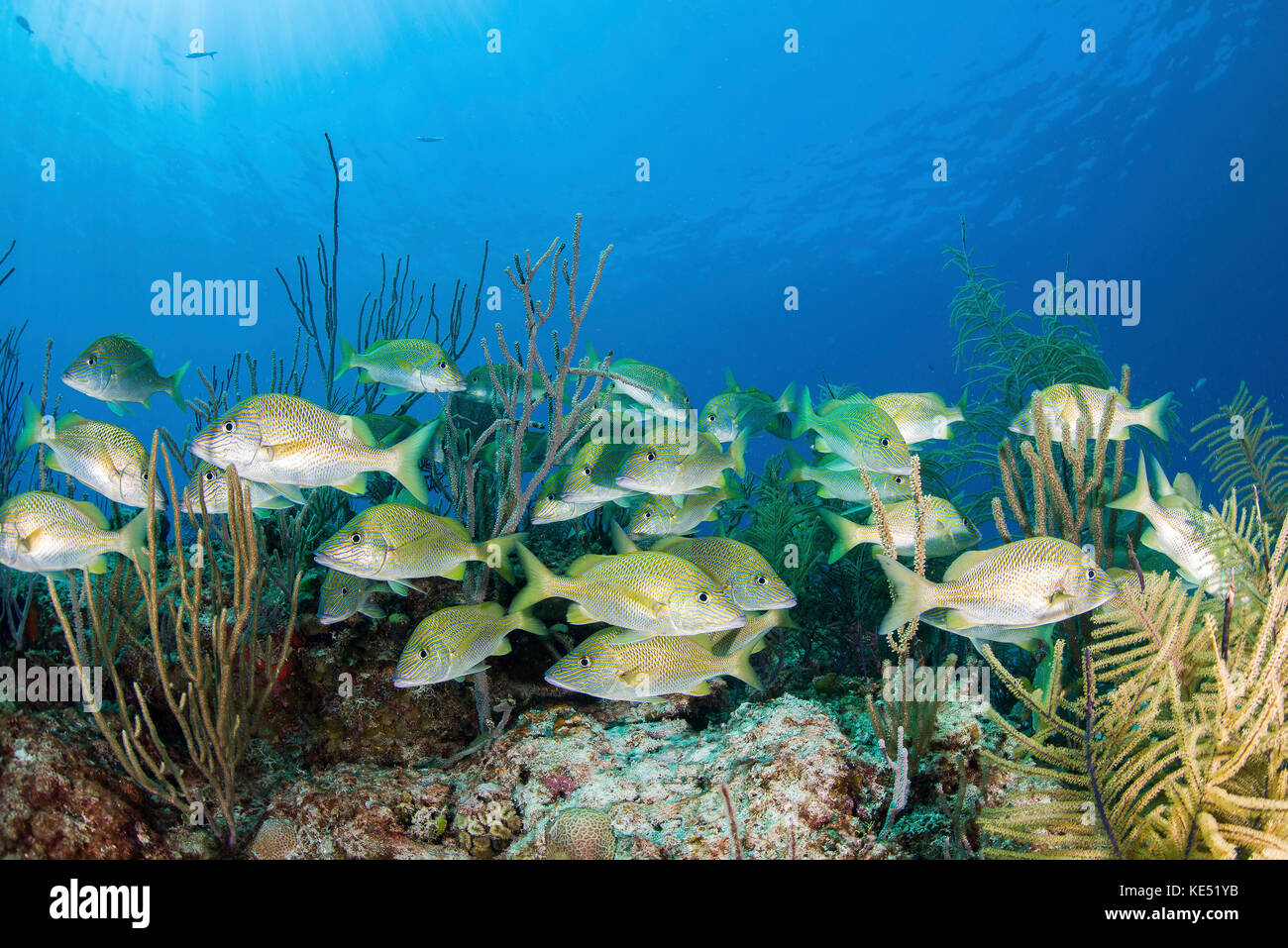 Grand bahama wildlife hi-res stock photography and images - Alamy