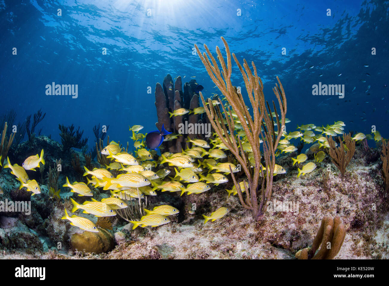 Fish schooling over a Caribbean reef, Grand Bahama, Bahamas Stock Photo ...