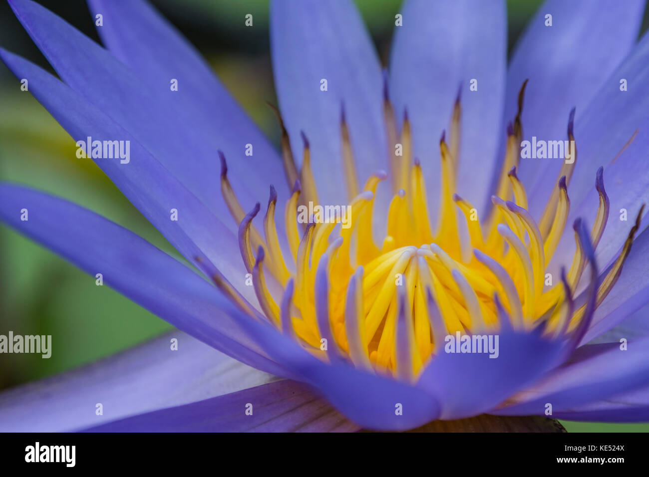 lotus flowers water lily Stock Photo - Alamy