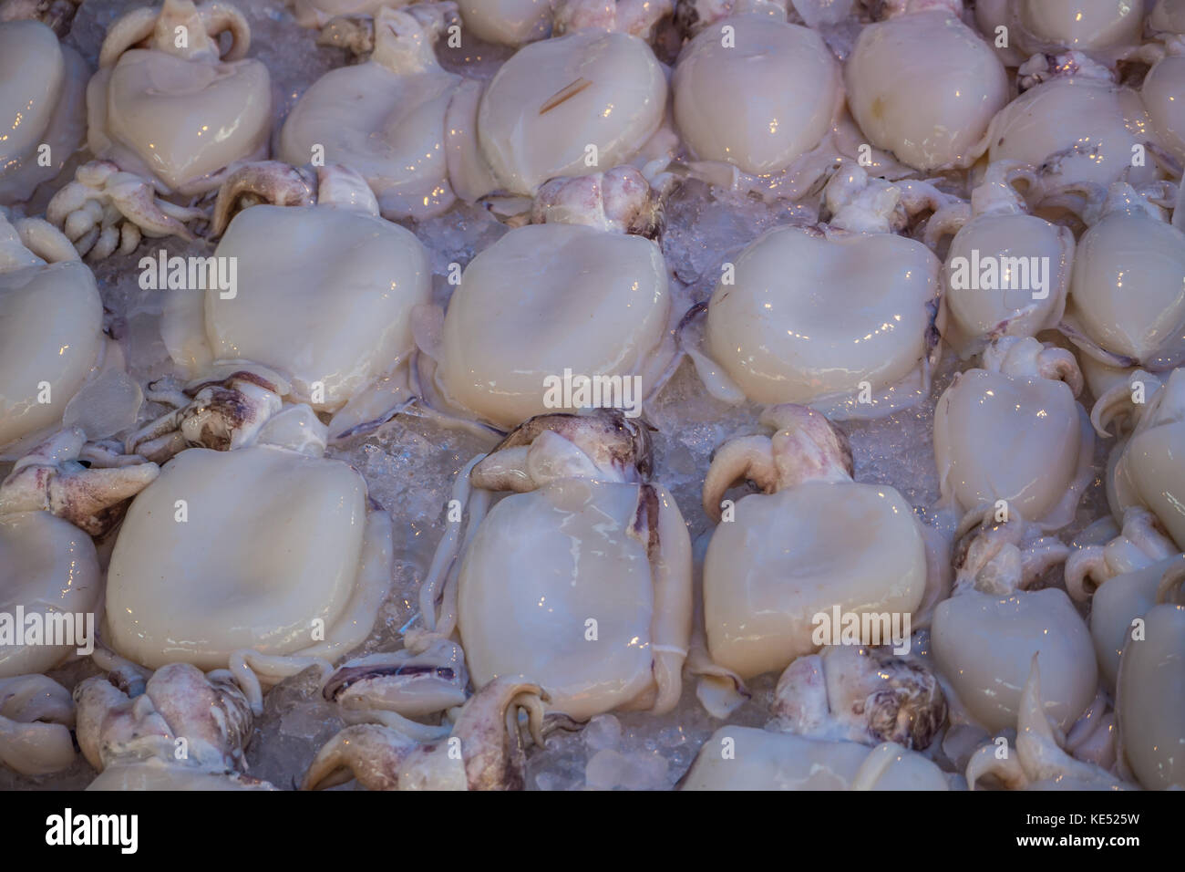 group of squid in the seafood market Stock Photo - Alamy