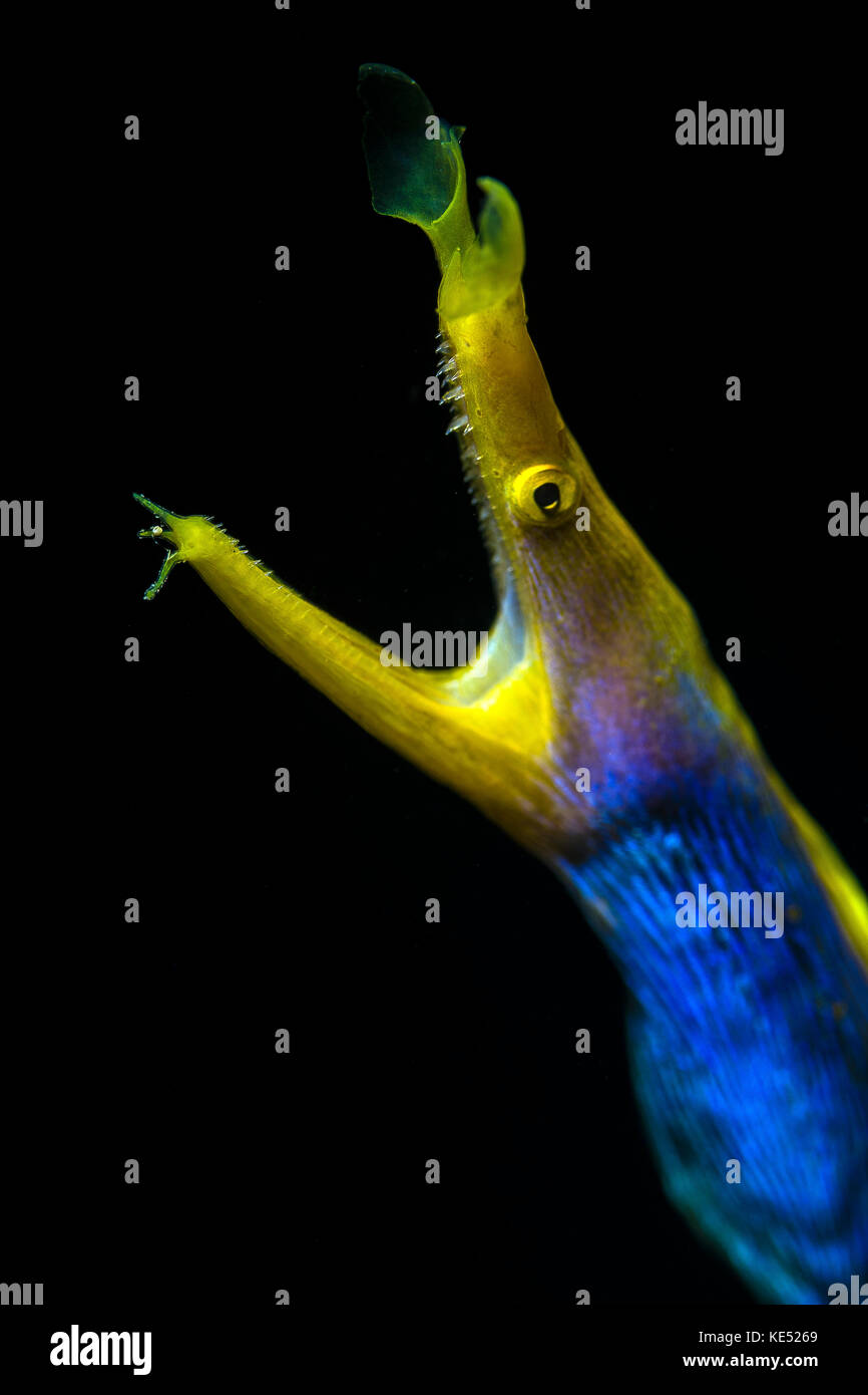 Leaf nosed ribbon eel hi-res stock photography and images - Alamy