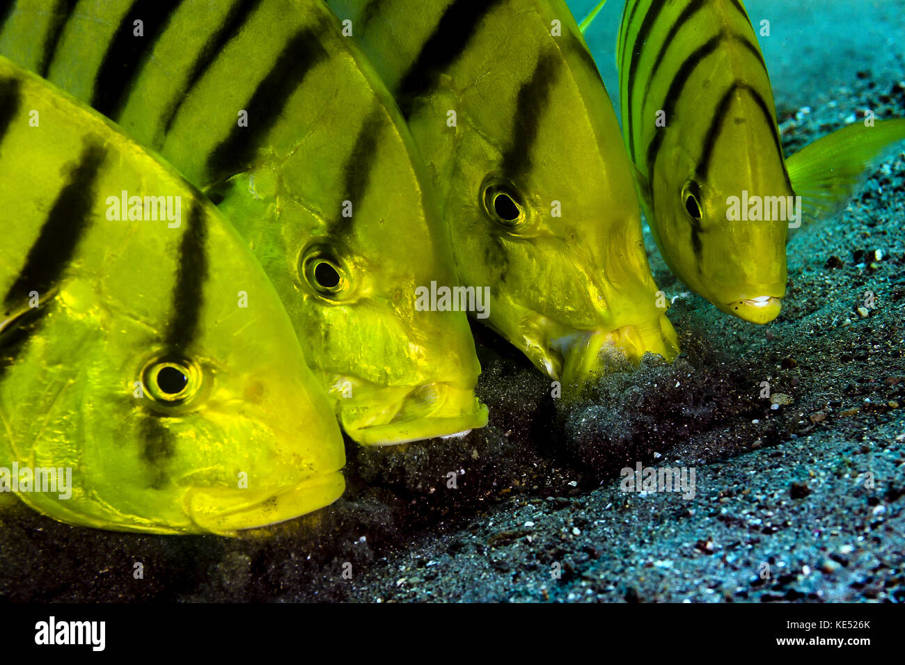 Golden trevally fish, Anilao, Philippines Stock Photo - Alamy