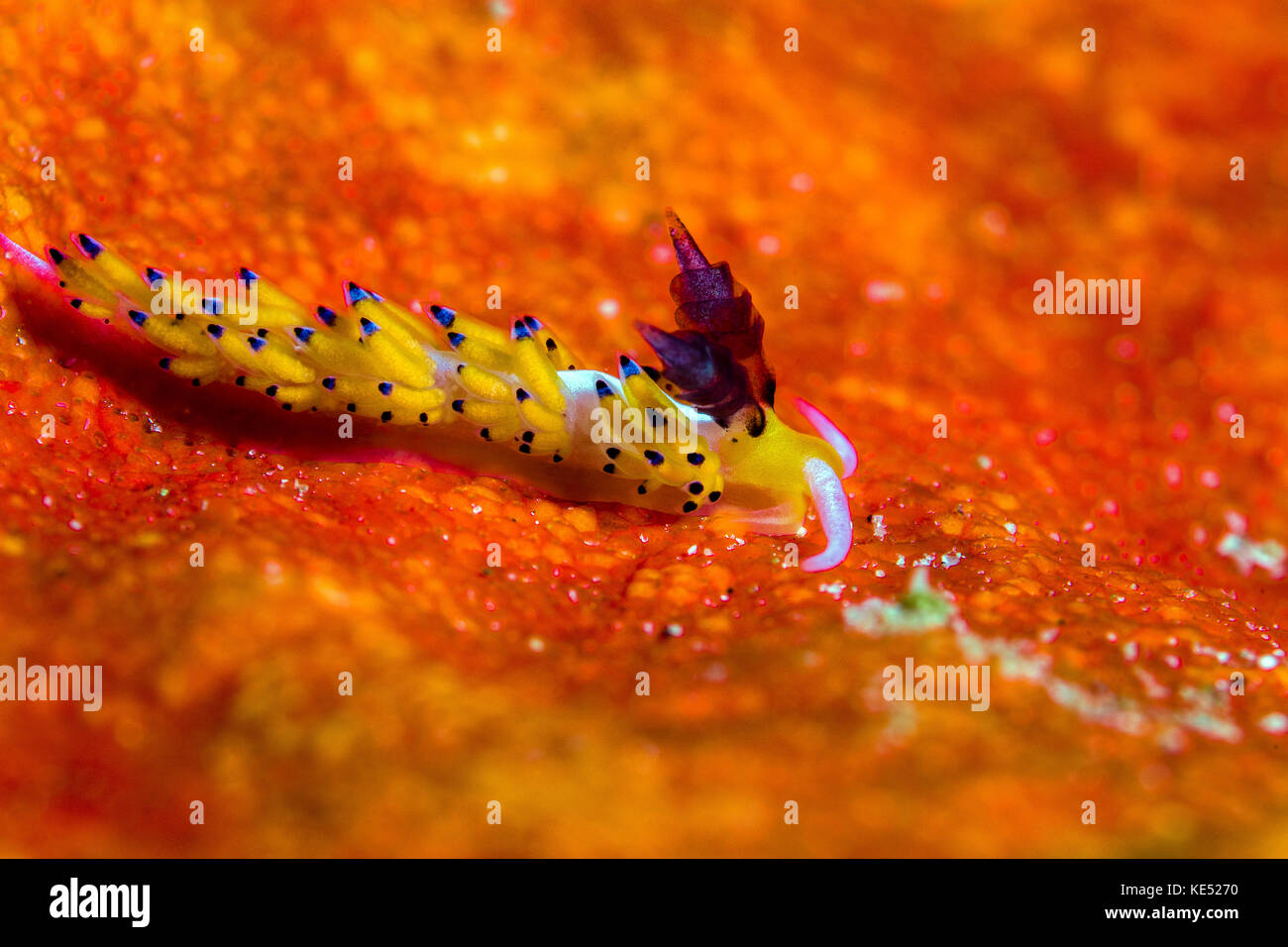 Sea slug on hi-res stock photography and images - Alamy