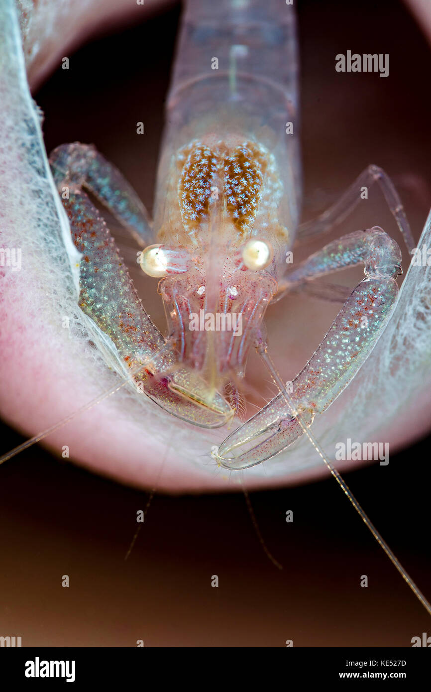 Sponge porifera philippines hi-res stock photography and images - Alamy