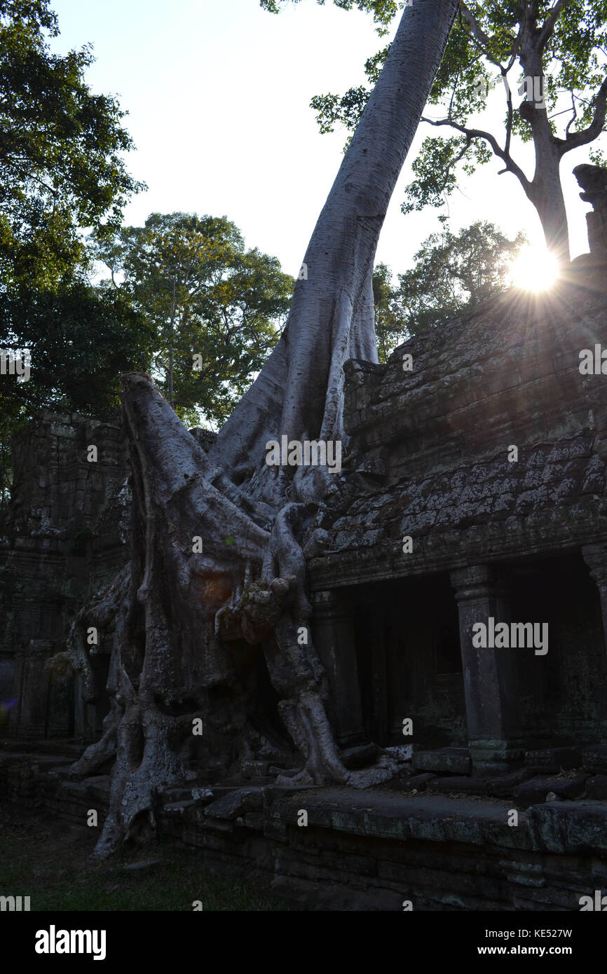 The temple ruins, trees, and its root attached to its wall in Angkor ...