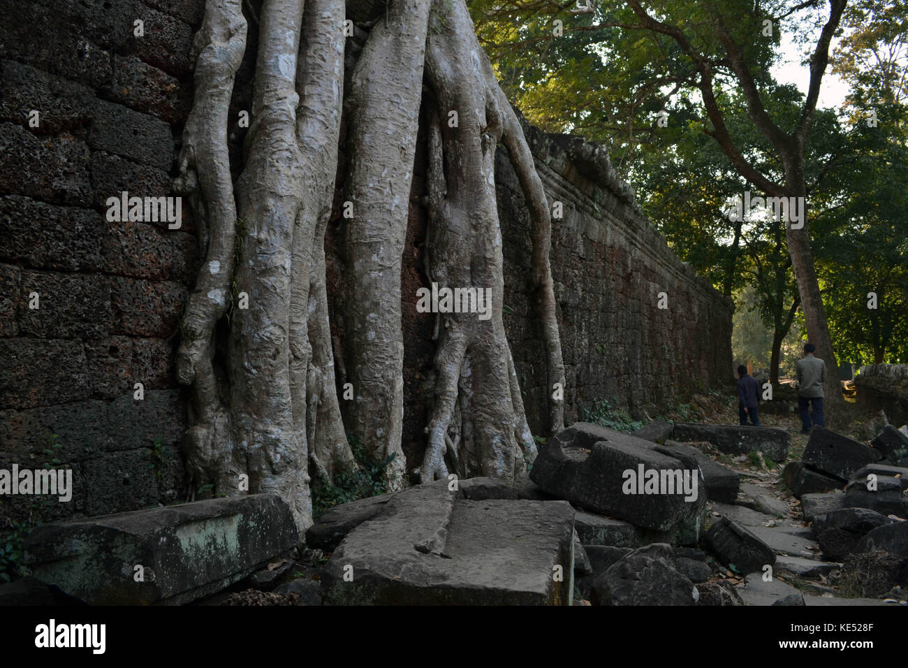 The temple ruins, trees, and its root attached to its wall in Angkor ...