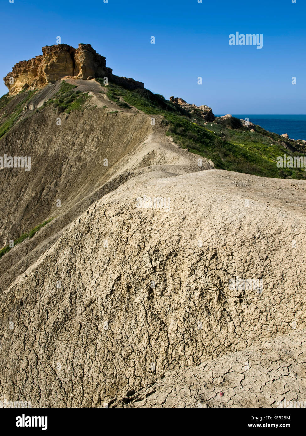 Unique and endemic flora growing on clay dunes in Malta Stock Photo - Alamy