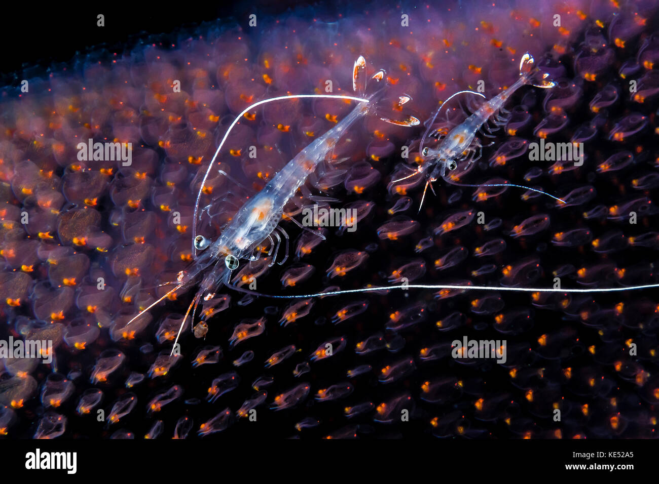 Crustacean larva hi-res stock photography and images - Alamy