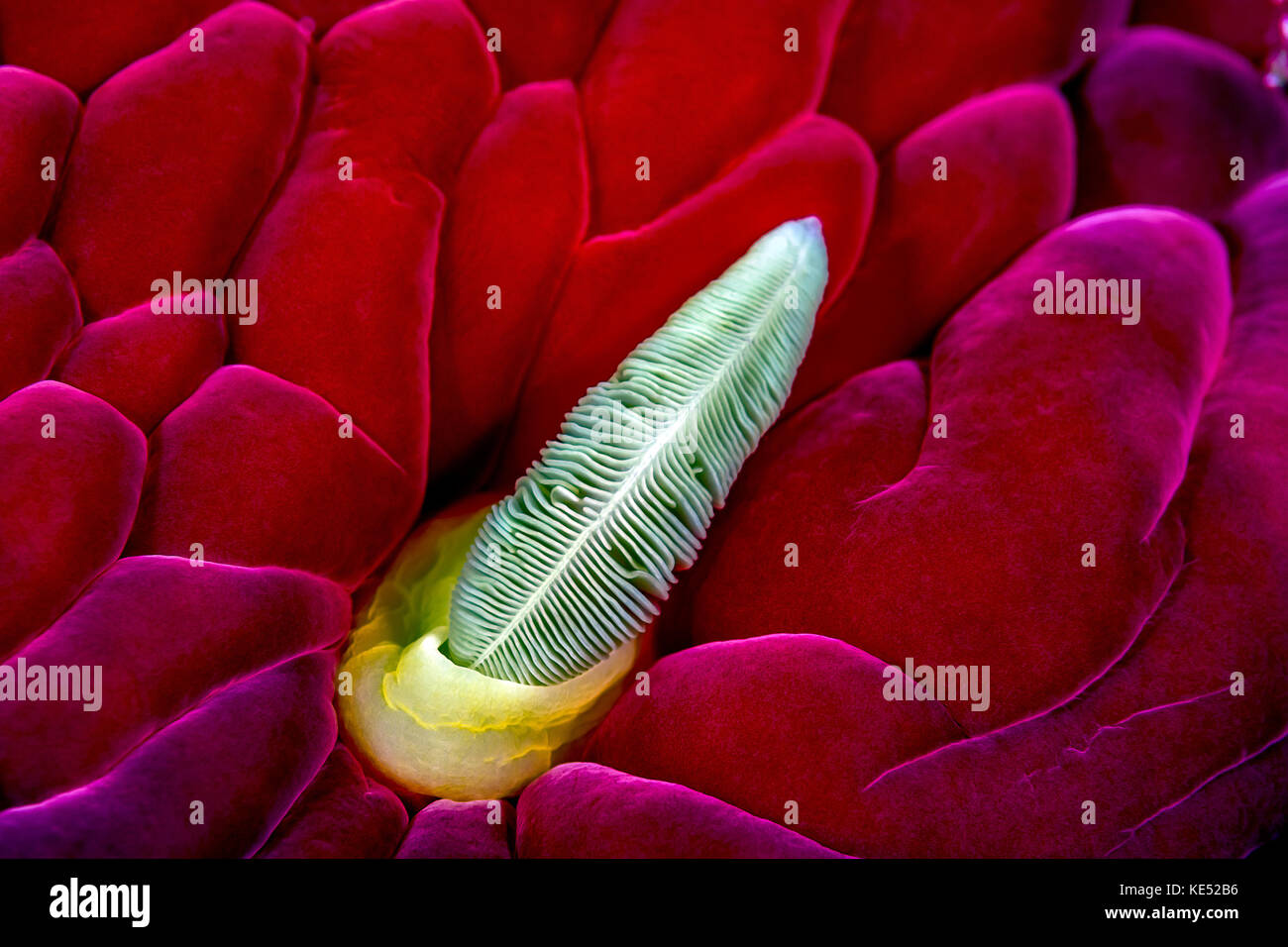 Close-up of a Spanish Dancer rhinophore, Cebu, Philippines Stock Photo ...
