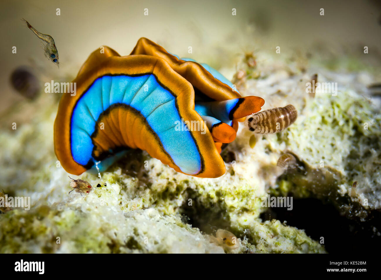 Bright orange slug hi-res stock photography and images - Alamy