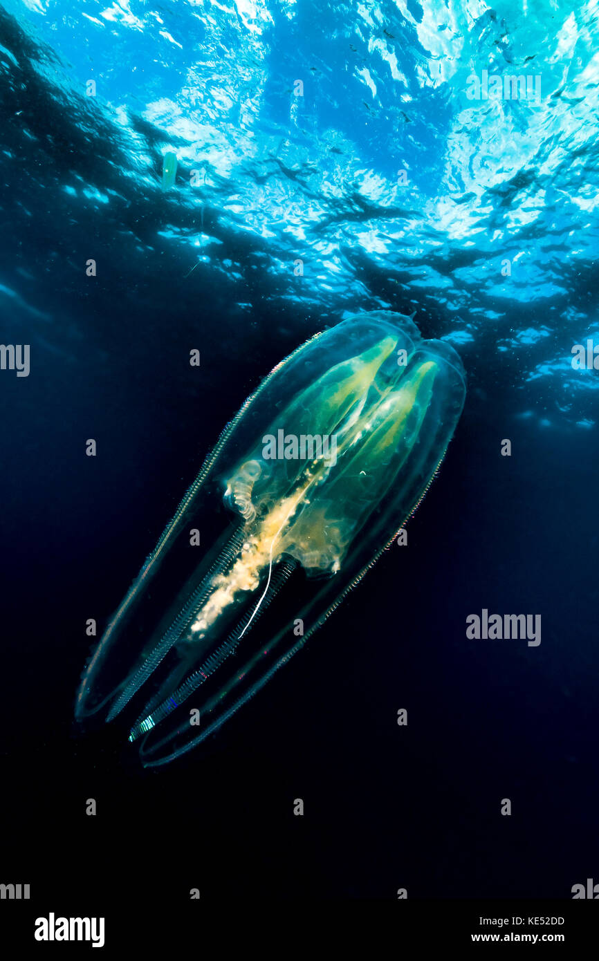Comb jellyfish hi-res stock photography and images - Alamy