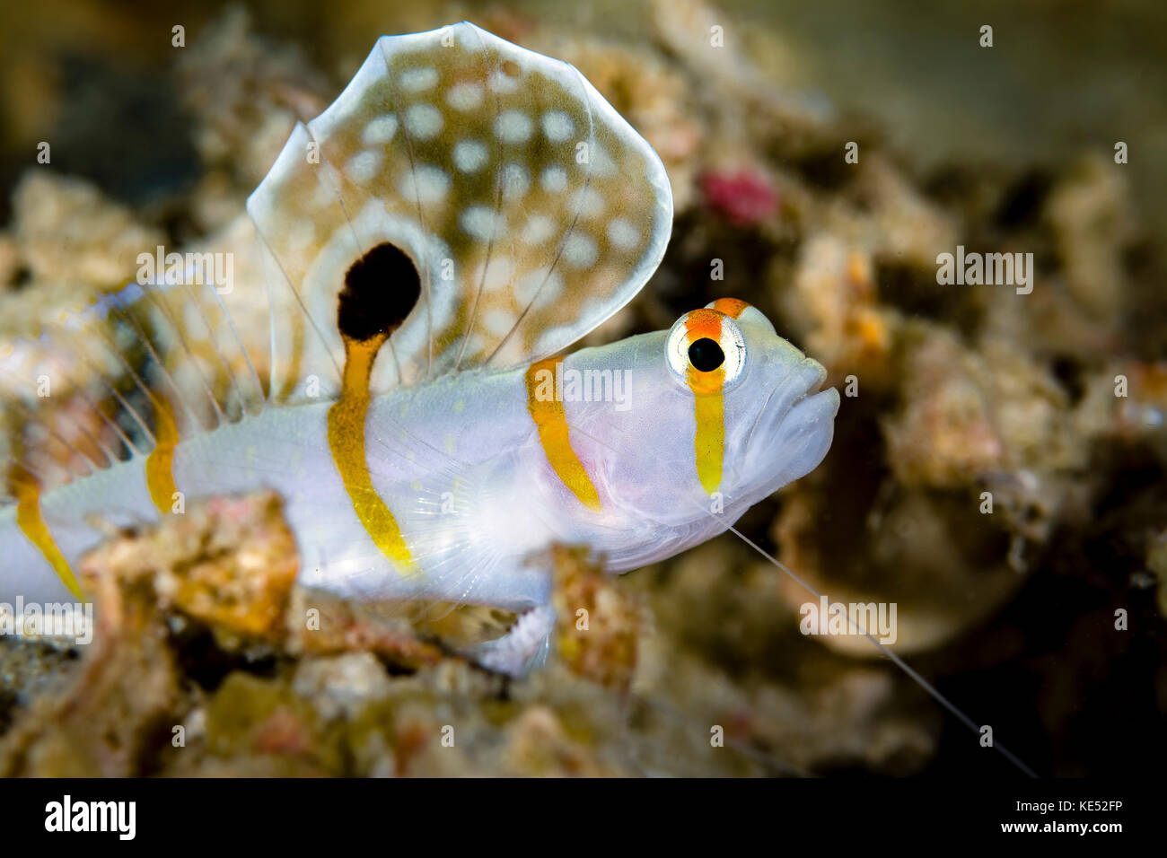 Randall's shrimp goby, Cebu, Philippines Stock Photo - Alamy