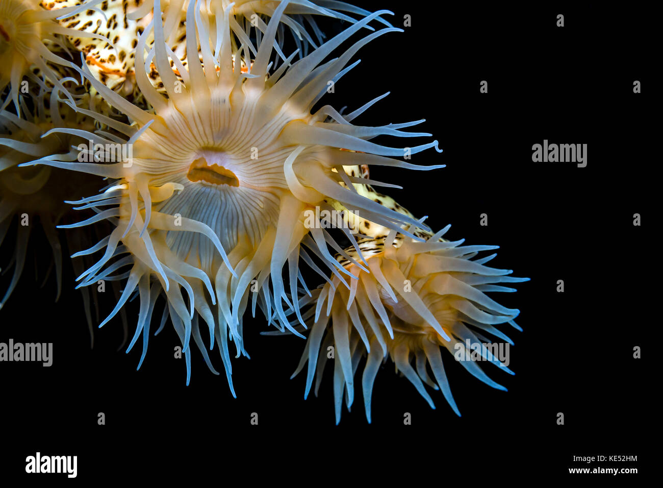 Tiger anemone hi-res stock photography and images - Alamy