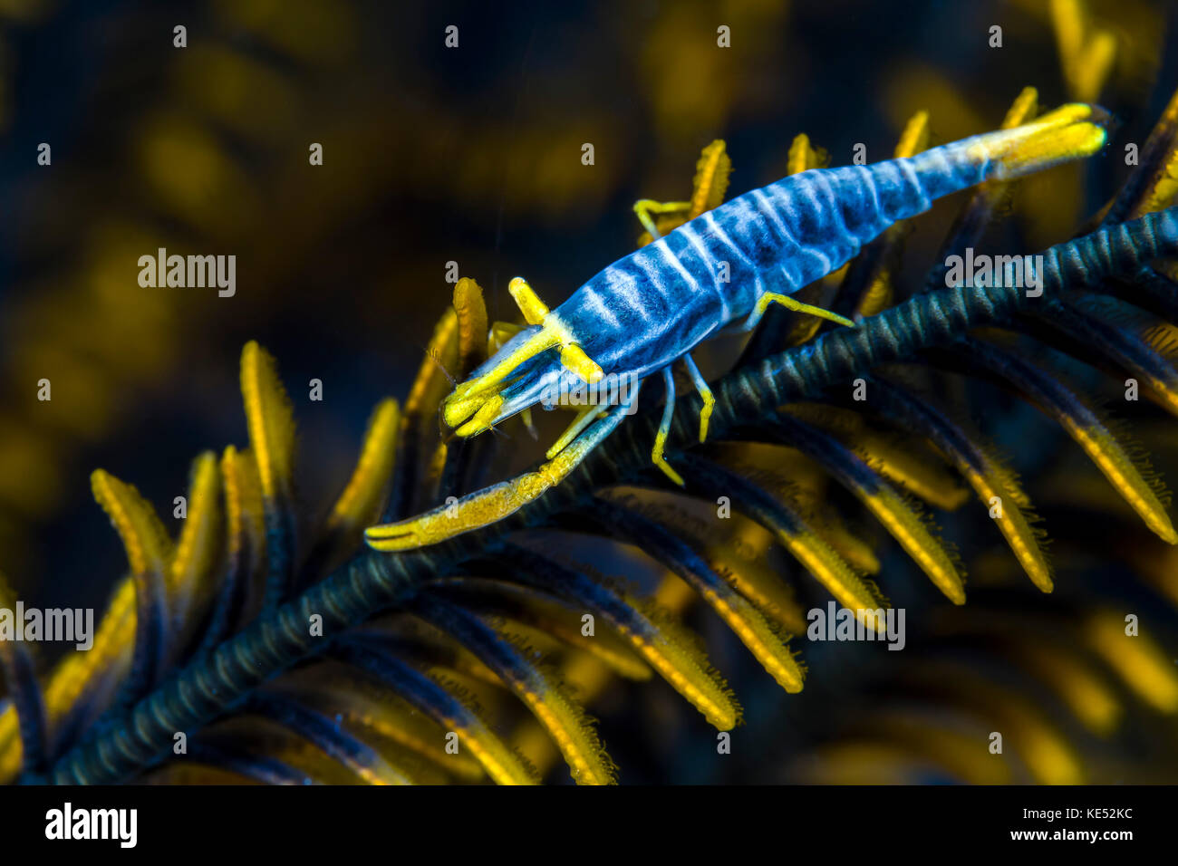 Crinoid shrimp, Cebu, Philippines Stock Photo - Alamy