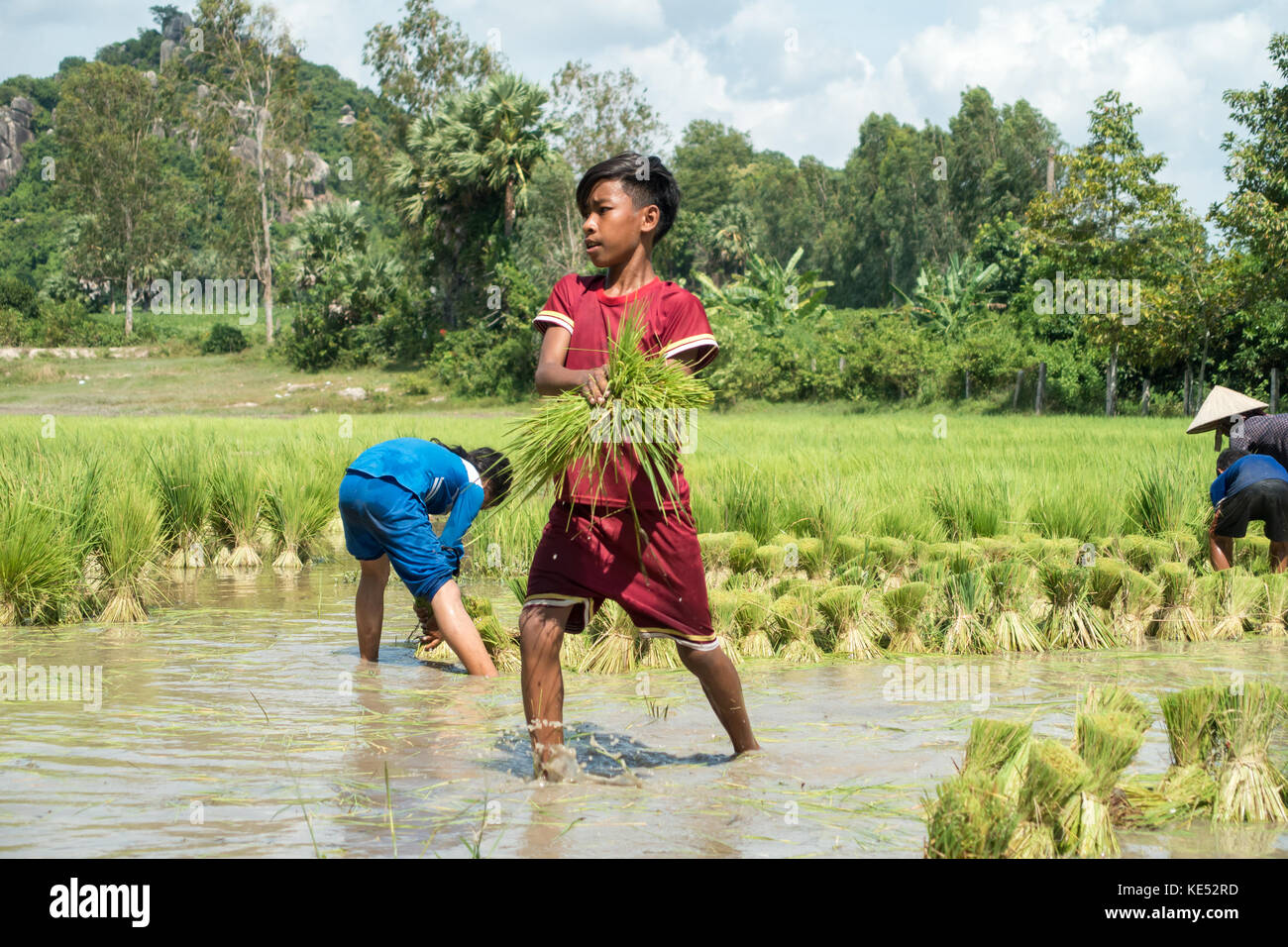 Little boy, little girl, woman and man crop small rice to plan in ...