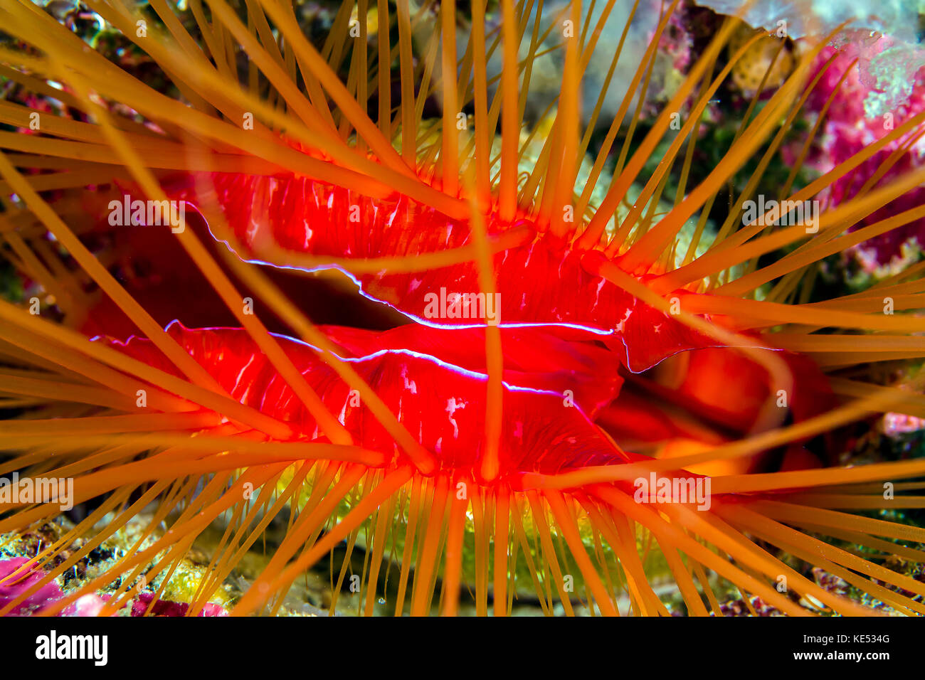 Disco clam (Ctenoides ales), Bohol Sea, Philippines Stock Photo - Alamy